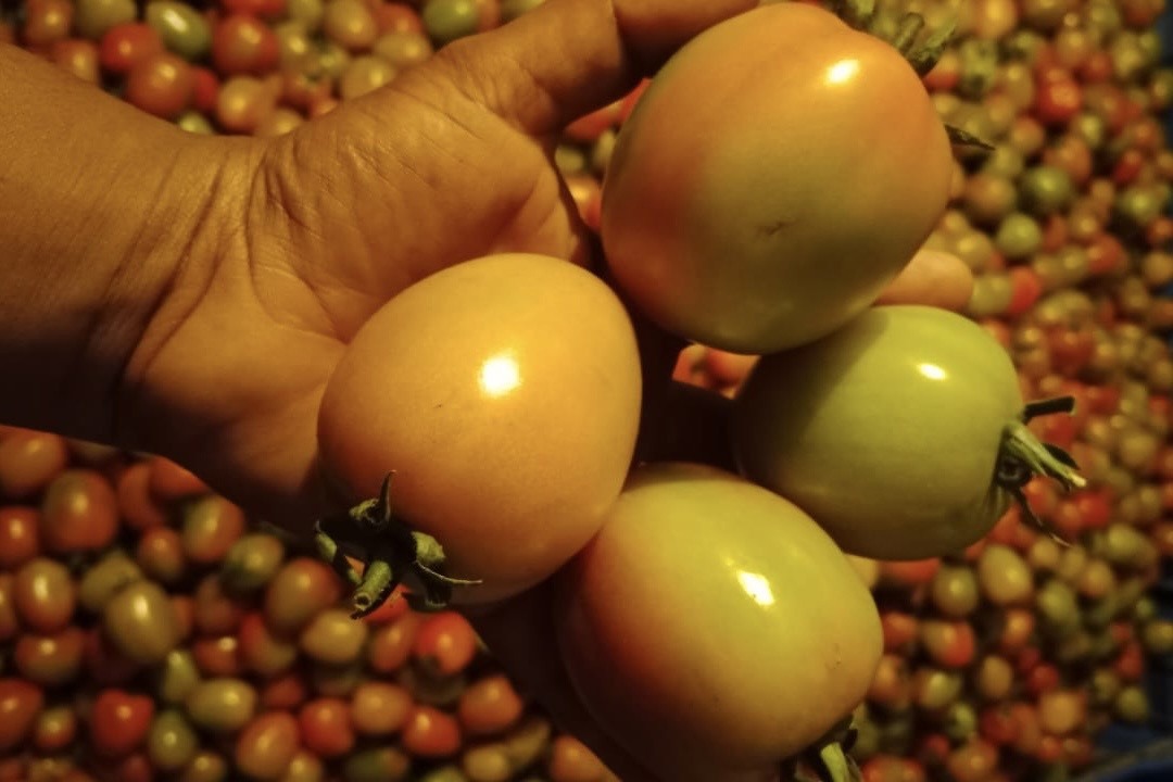 “Tomato oversupply is creating an export push in Bangladesh”
