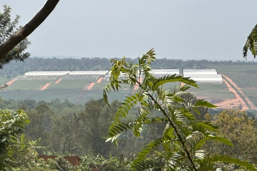"With greenhouse conditions, we can produce strawberries all year round ...