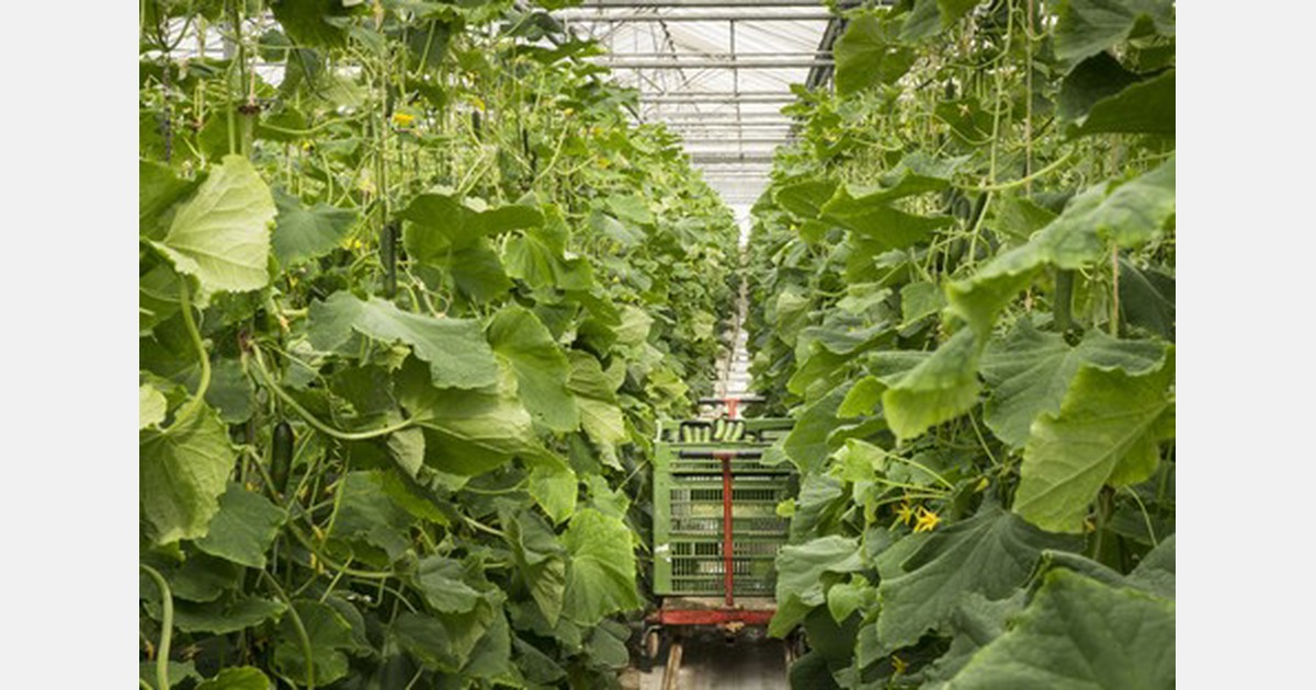 "Mini cucumber replaces imports from southern European countries with ...
