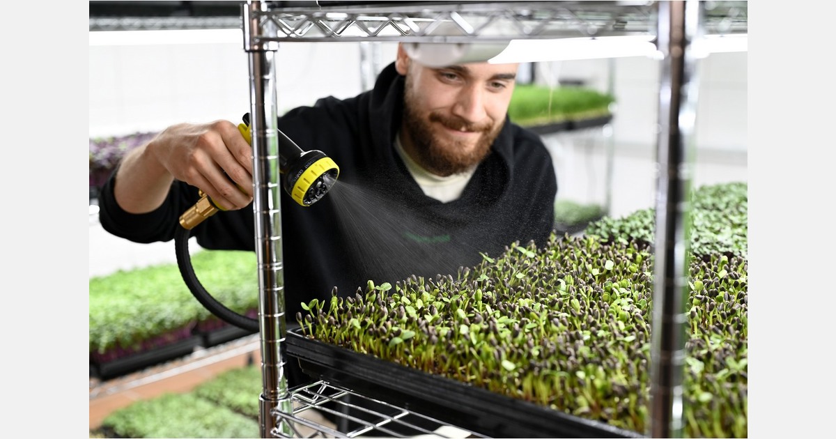 "We aim to present microgreens more as a delicacy than as a decorative ...