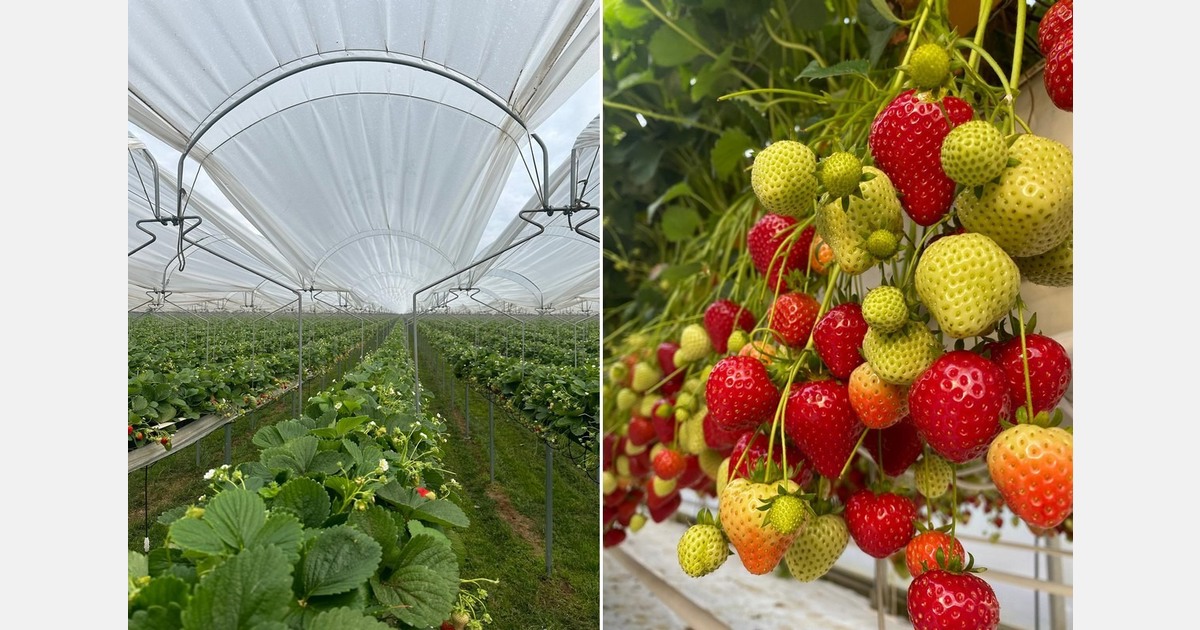 "Weak yields in the field and greenhouse, encouraging quantities of ...