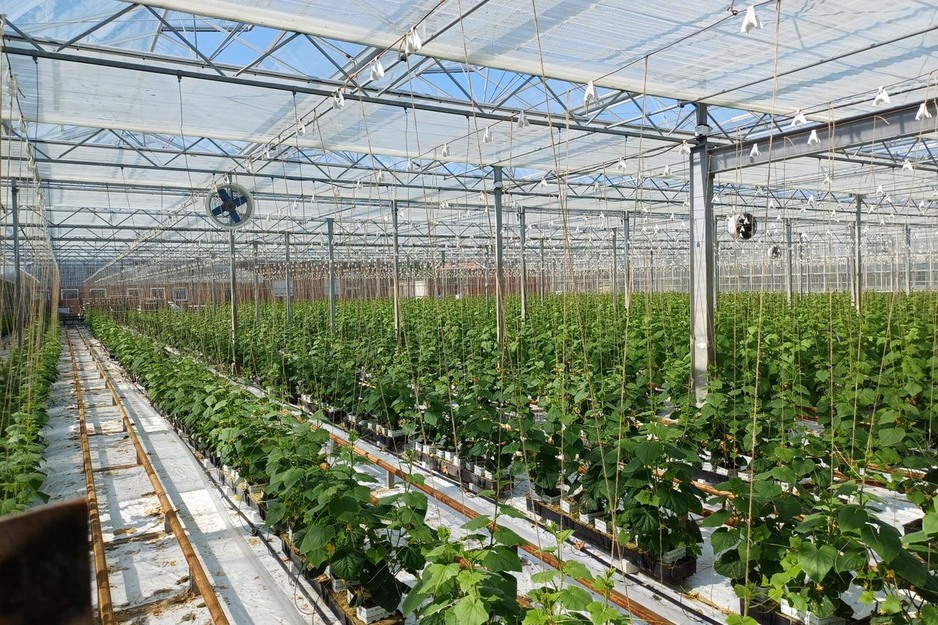 "Higher yield increases for snack and mini cucumbers"