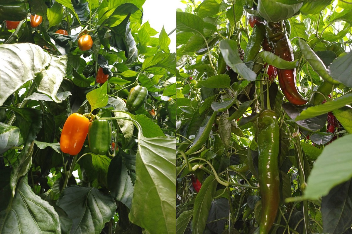 "Due to the ToBRFV virus, we have also converted our tomato cultivation ...