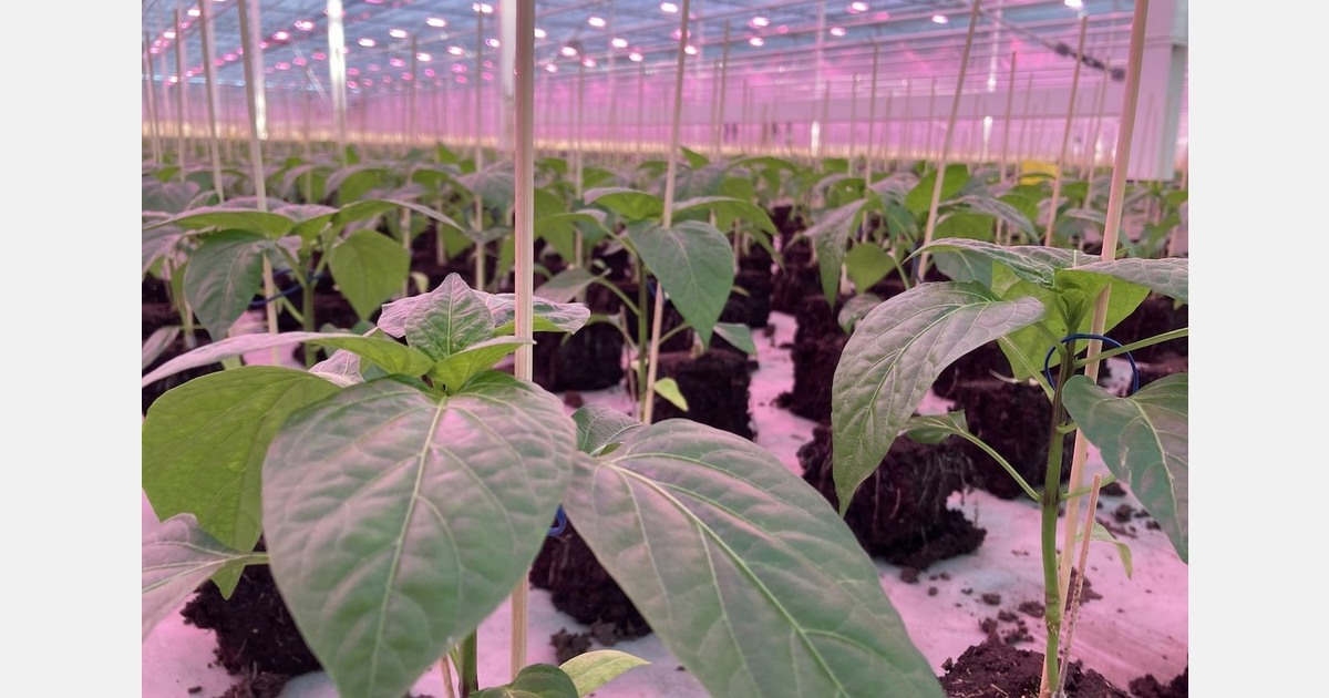 "With 5 hectares of fruit vegetable cultivation, we are responding to ...