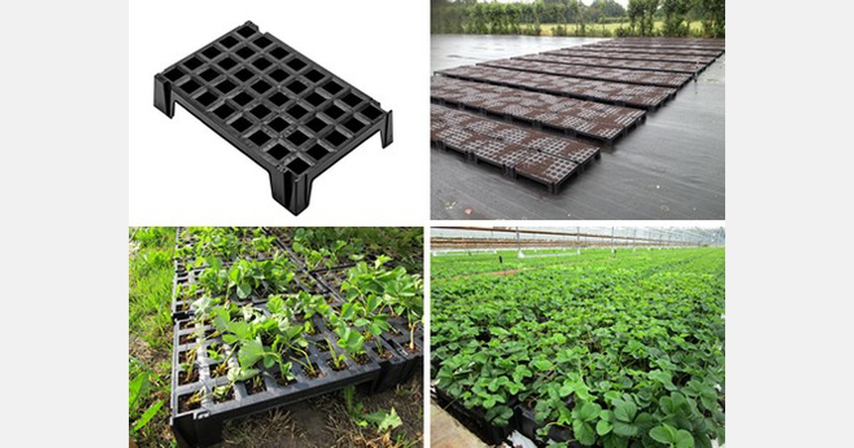 Netherlands: Beekenkamp Verpakkingen presents new 40-hole strawberry tray