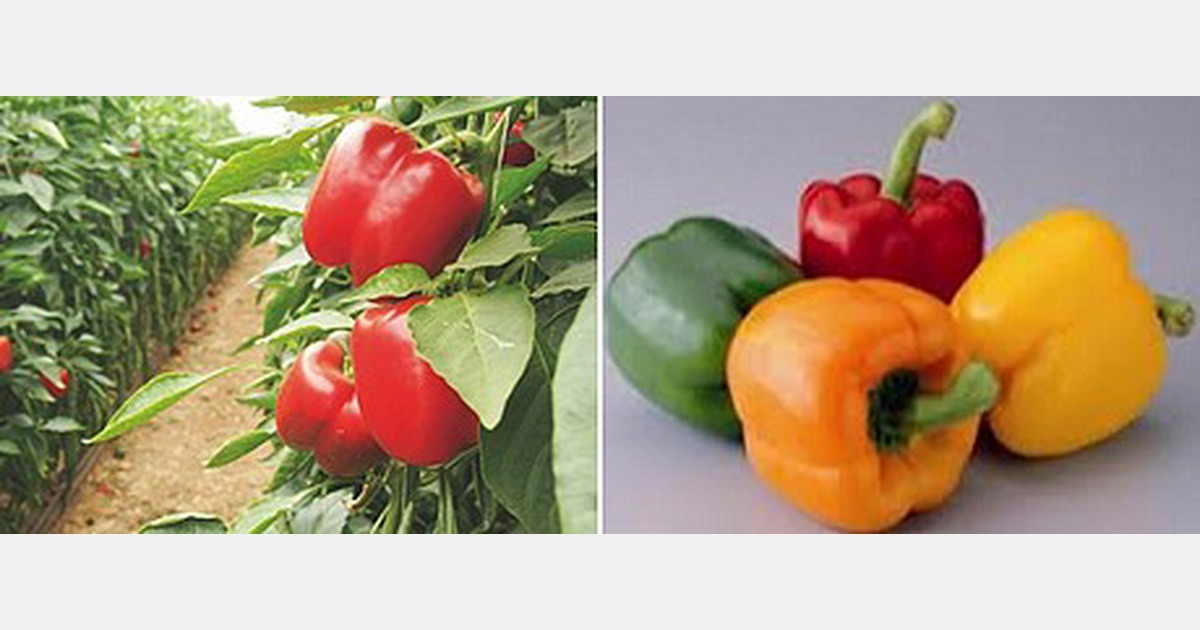 'Demand for Spanish sweet palermo peppers is increasing annually'