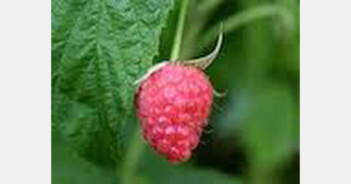 Mexico: Raspberry production grew by 800% in five years
