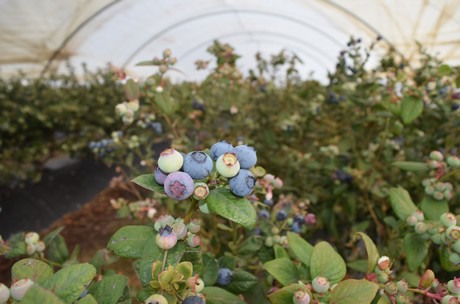 "Consumers are also becoming blueberry specialists, not anything goes ...