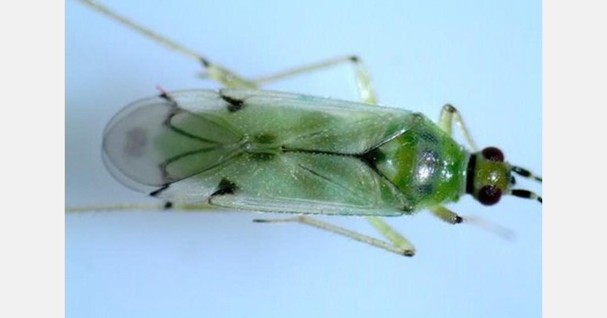 Agricultural producers in Ibiza use insects to tackle 'Tuta absoluta' pest