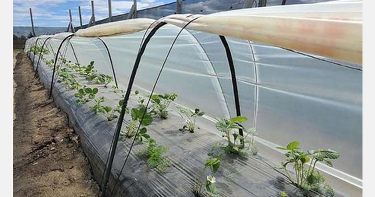 Micro-tunnels, an alternative coverage system in Argentina