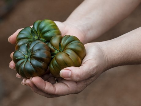 "The new tomato varieties: a boost for the sector"