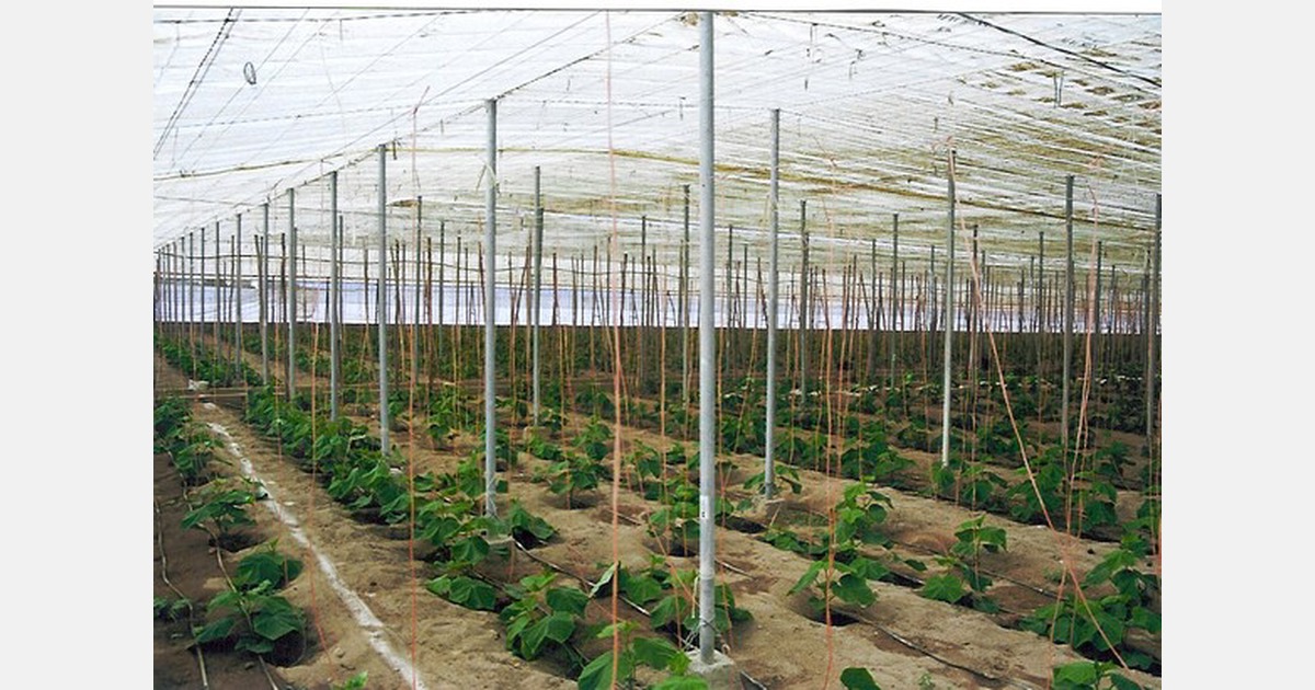 "Greenhouse production is one of the world's most sustainable systems"