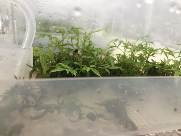 "The first step to obtaining potato seeds is to produce in vitro plants ...