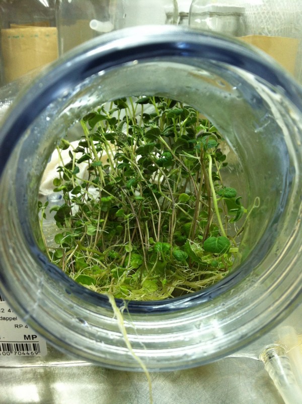 "The first step to obtaining potato seeds is to produce in vitro plants ...