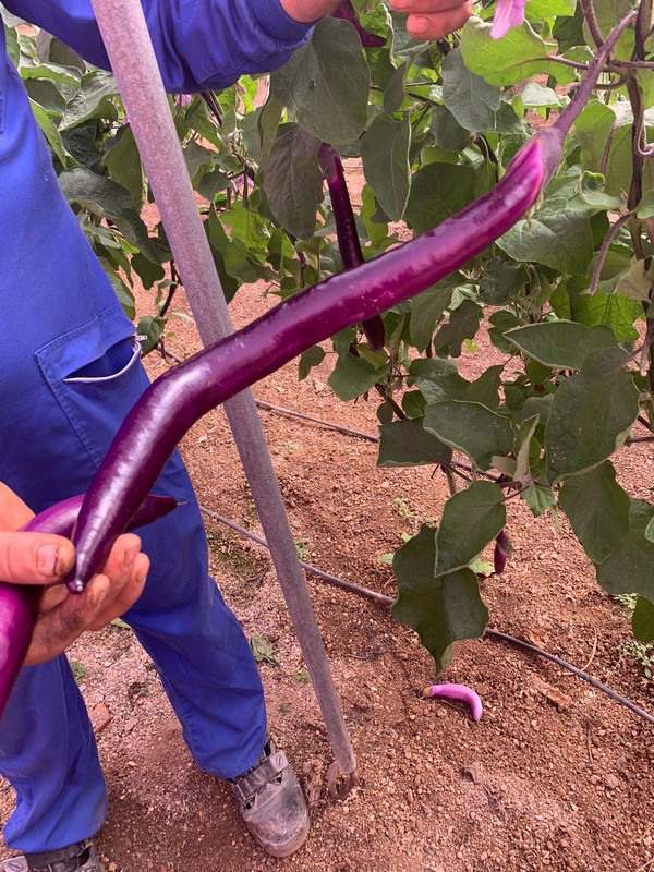 Higher productivity and earliness are the story behind these pink ...