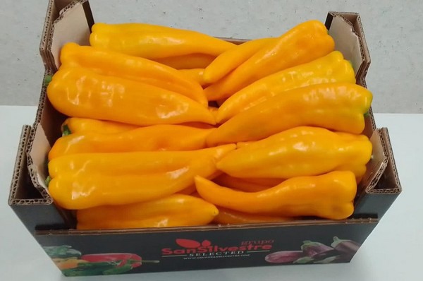 "We already have yellow Kapia peppers available for export to ...
