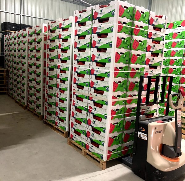 "We only harvest red Lamuyo peppers on demand to guarantee maximum ...