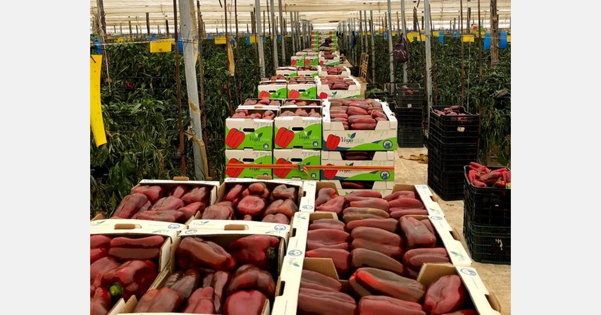 "We only harvest red Lamuyo peppers on demand to guarantee maximum ...