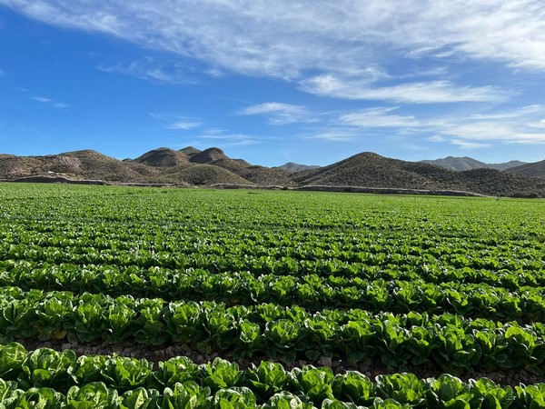 "The current overproduction of Iceberg lettuce could later create a gap ...