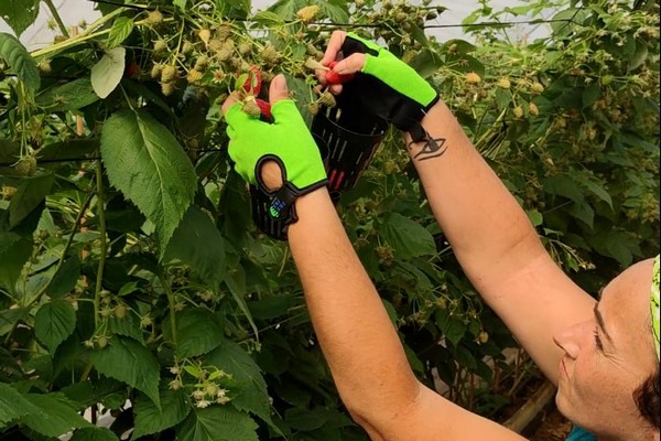 “Harvesting gloves represent an evolution in the collection of berries ...