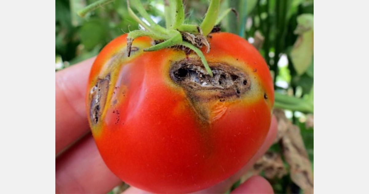 A project to promote the biological control of the tomato leafminer