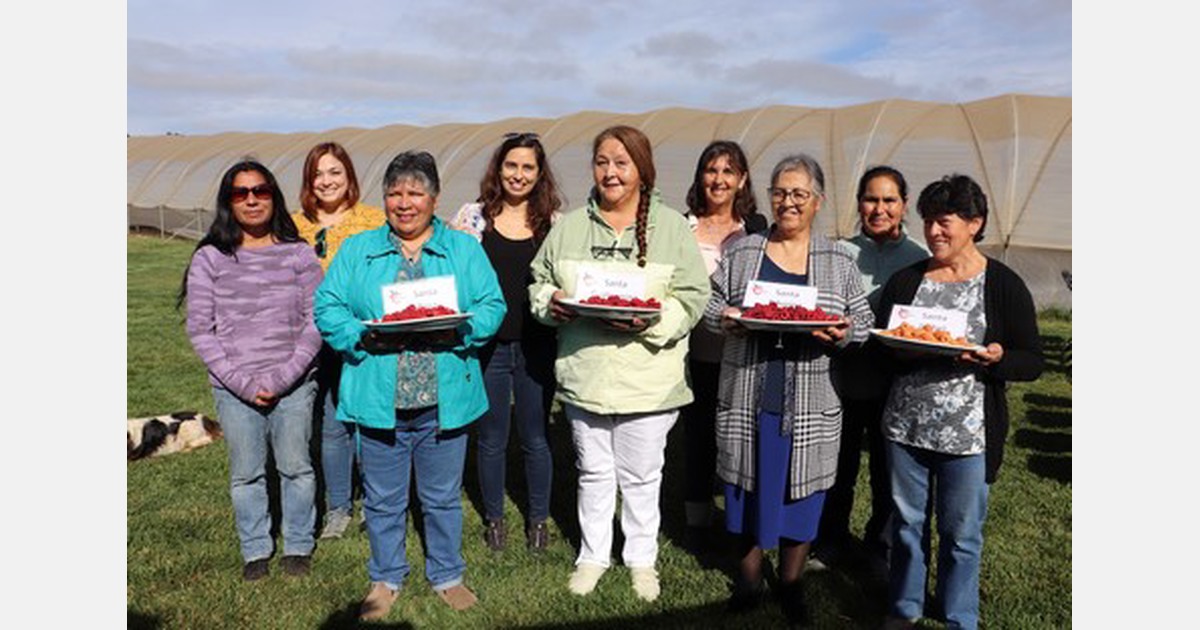 Four new 100% Chilean raspberry varieties
