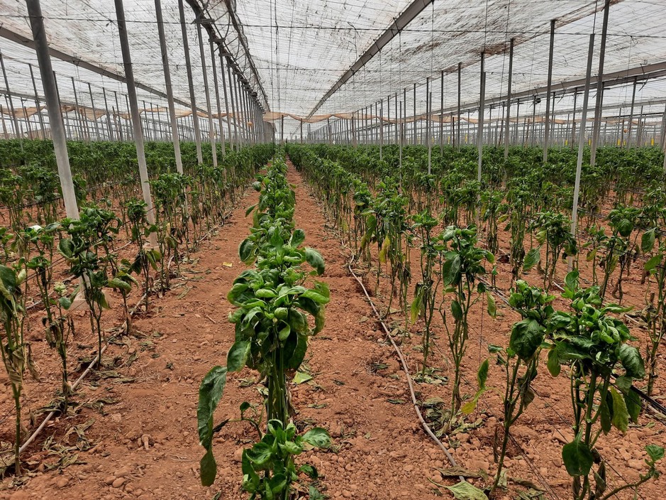'Thrips parvispinus' threatens Almeria's pepper crops