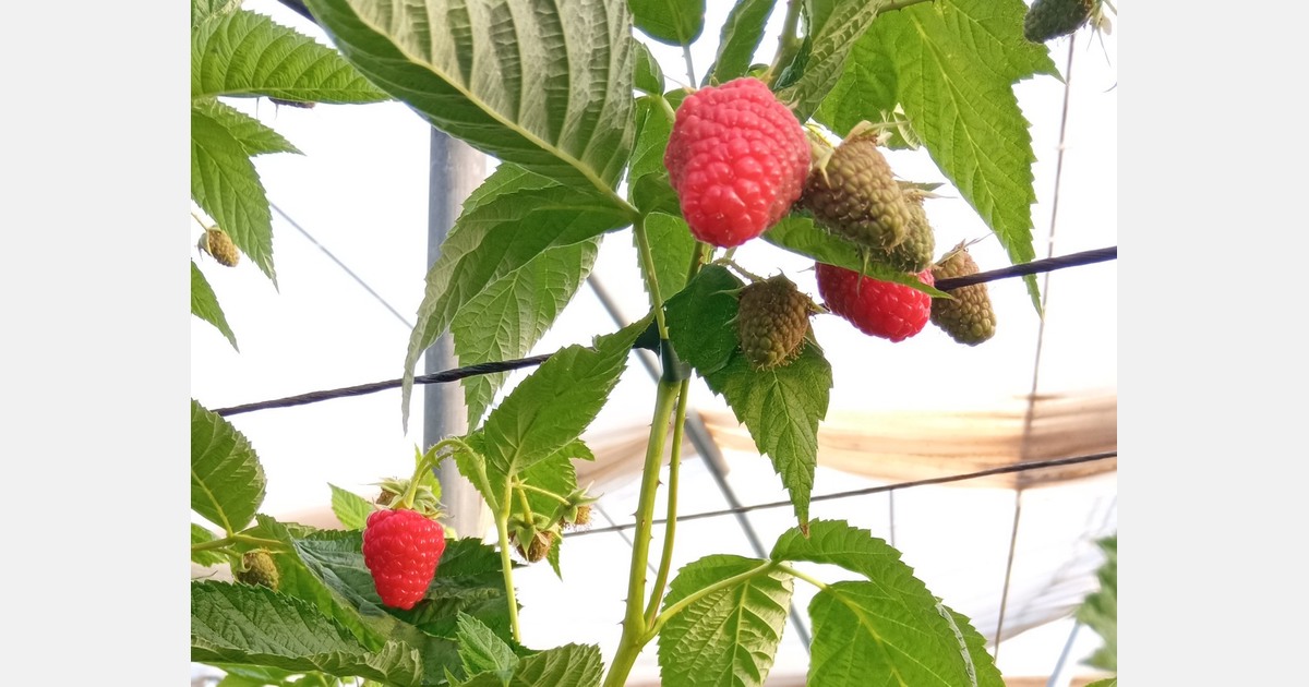 New raspberry varieties from Viveros California