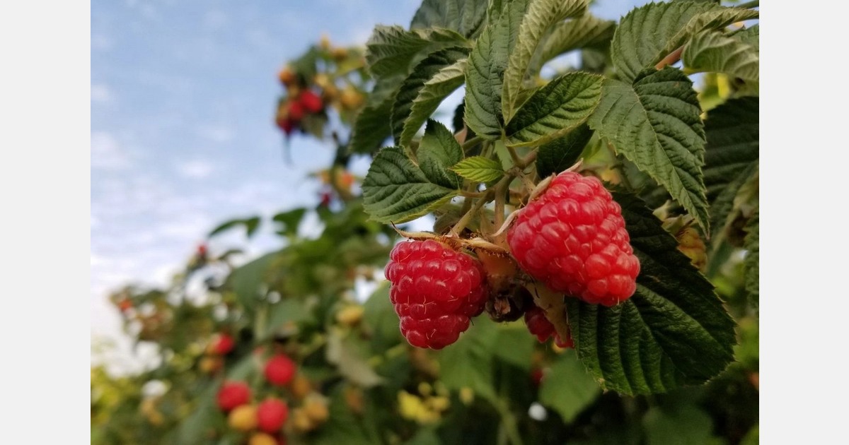 Raspberries in Huelva decreased by 21.5%, and strawberries fell by 3%