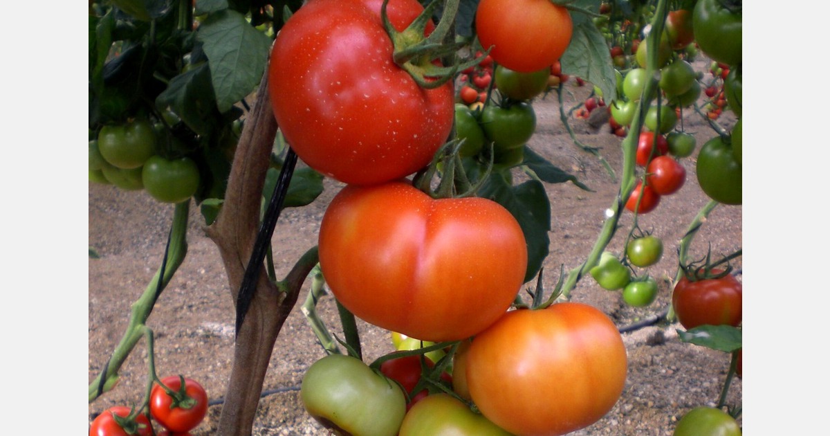 It was a positive year in terms of income for Almeria's fruit and ...