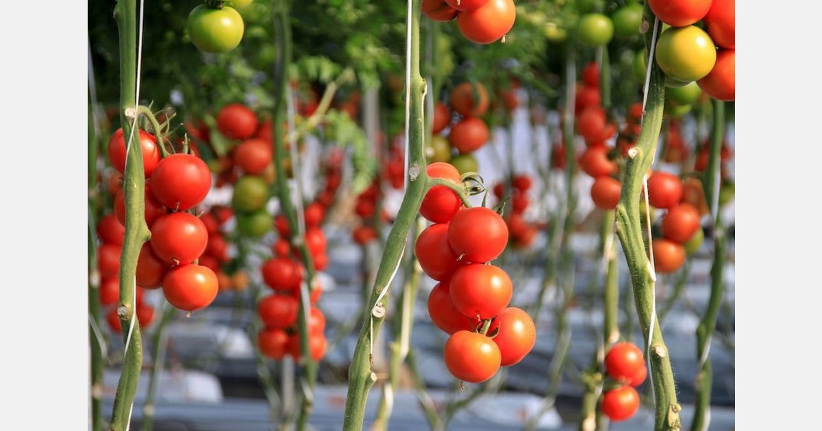 "Accessible agronomy data can help low- to mid-tech growers deal with ...