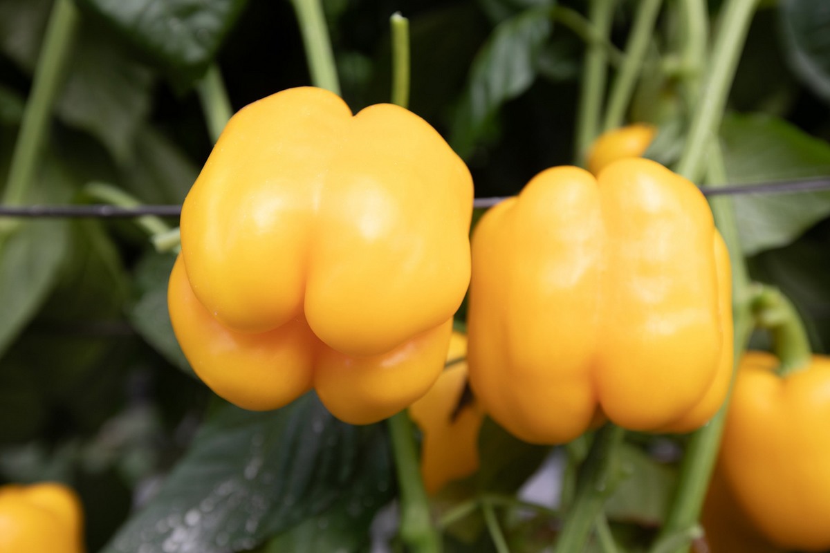 Semillas Fitó introduces Gasol, its new yellow bell pepper