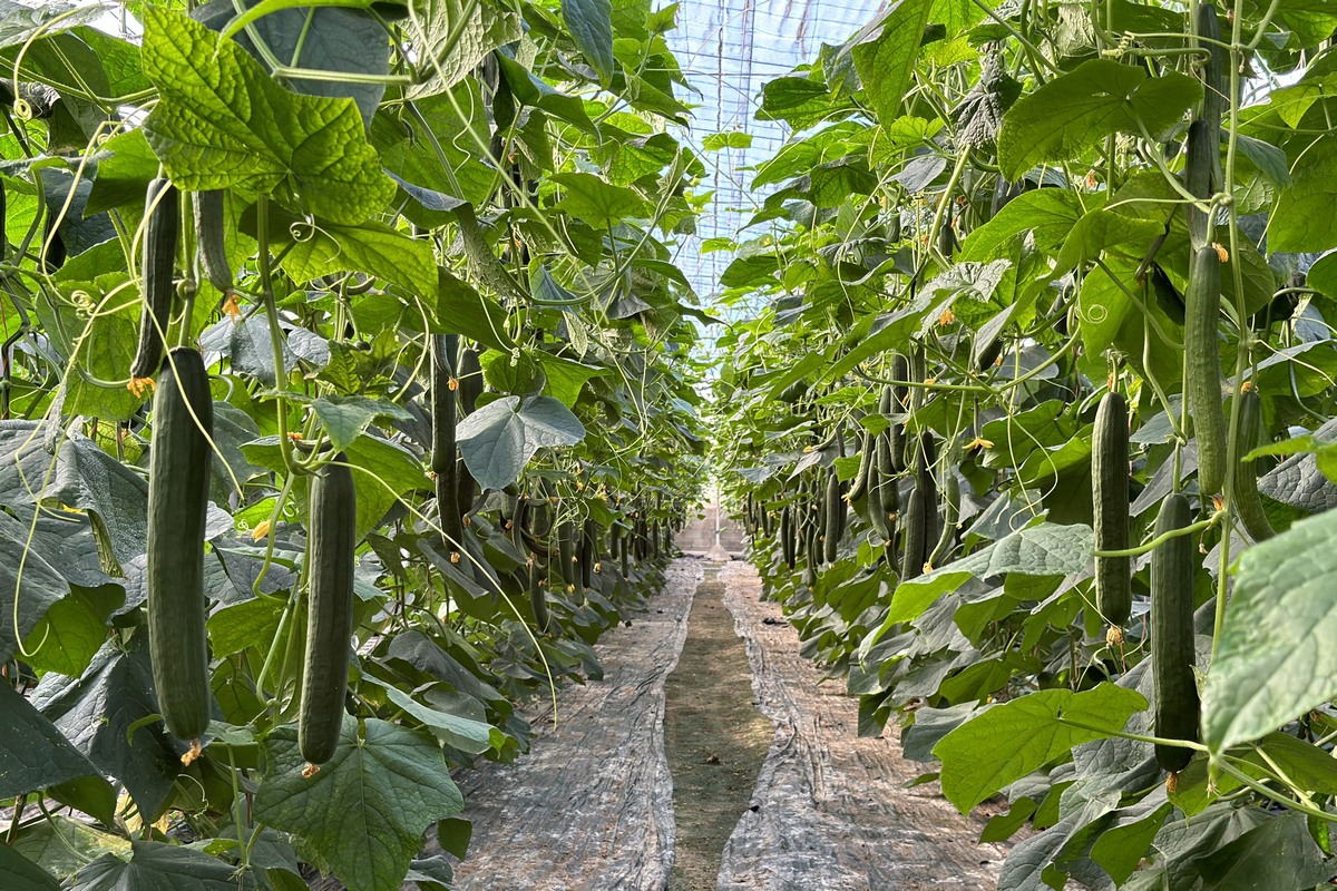 Semillas Fitó introduces three new Dutch cucumber varieties with ...