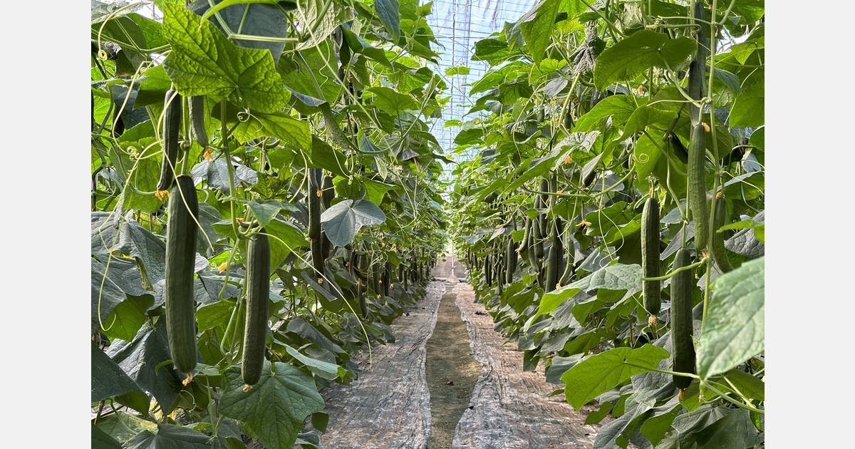 Semillas Fitó introduces three new Dutch cucumber varieties with ...