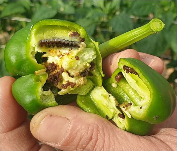 "Light is the weakness of pests like Tuta, and also our tool to kill them"