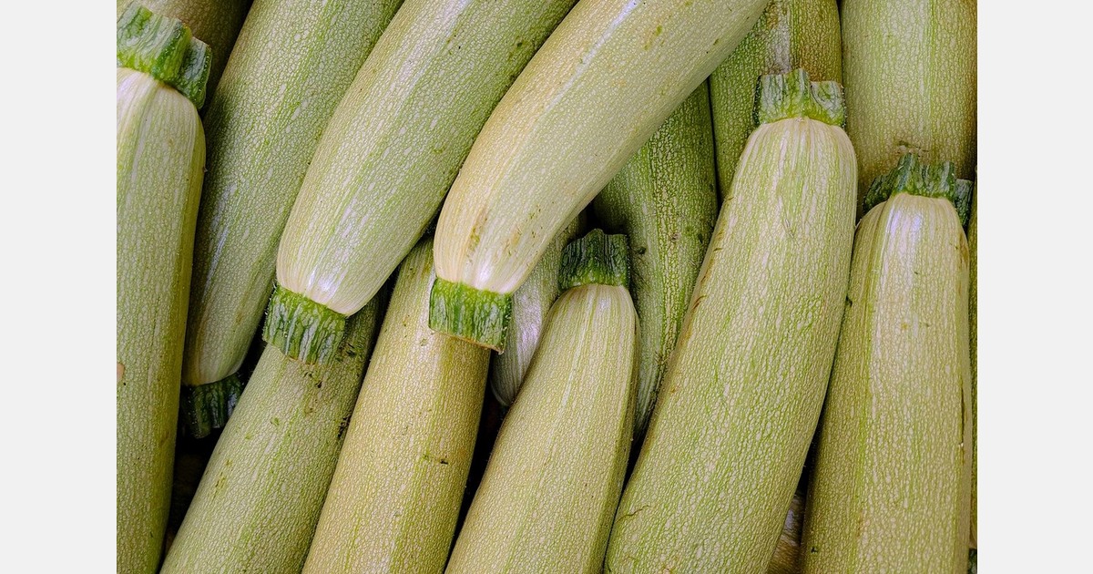 Zucchini production costs in Almeria and Granada increase