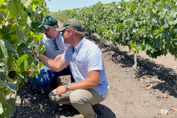 Koppert presents its worldwide network of demo farms and its new AI ...