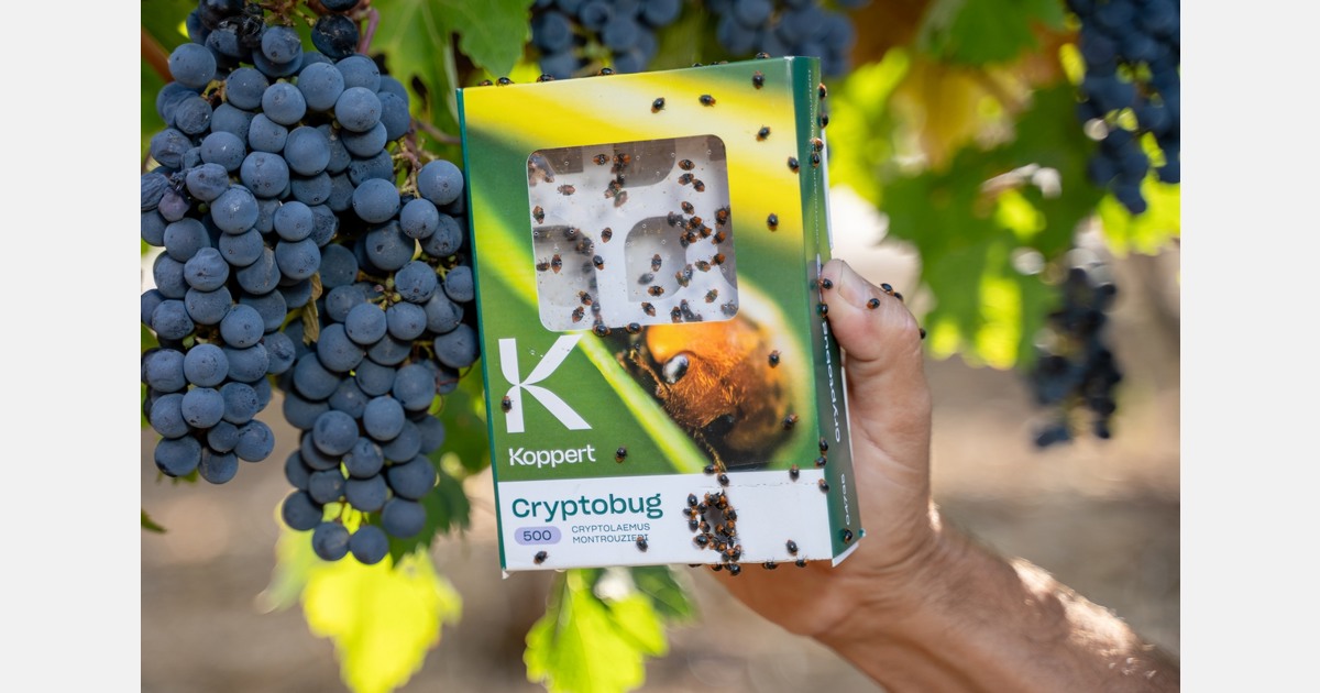 Koppert presents its worldwide network of demo farms and its new AI ...