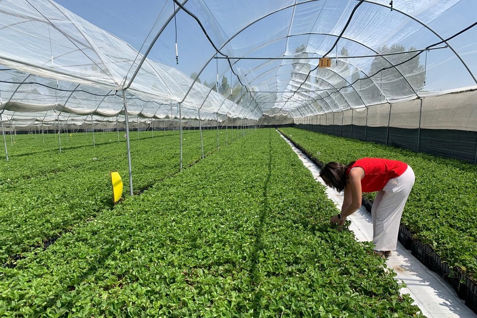 Nova Siri Genetics will produce 150 million strawberry plants, 15% more than last season