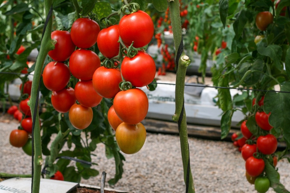 CapGen Seeds continues its international growth