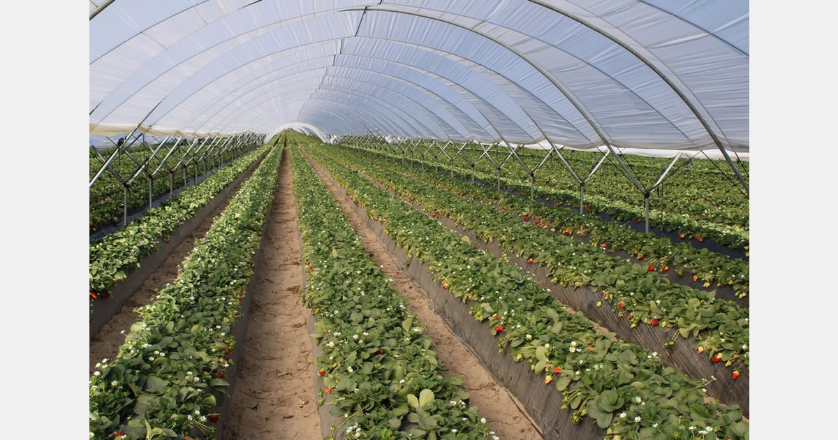 Rains benefit Andalusia but impact strawberry production