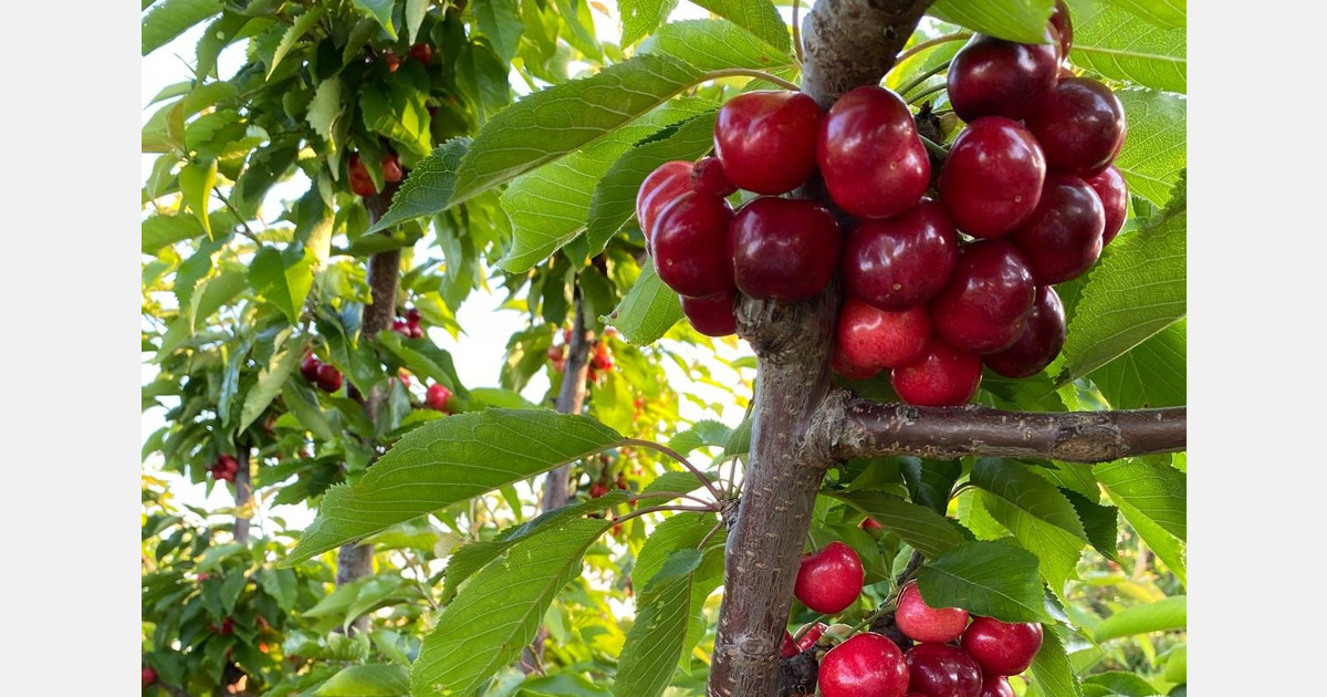A variety "breaks new ground" in cherry cultivation in Spain with extra ...