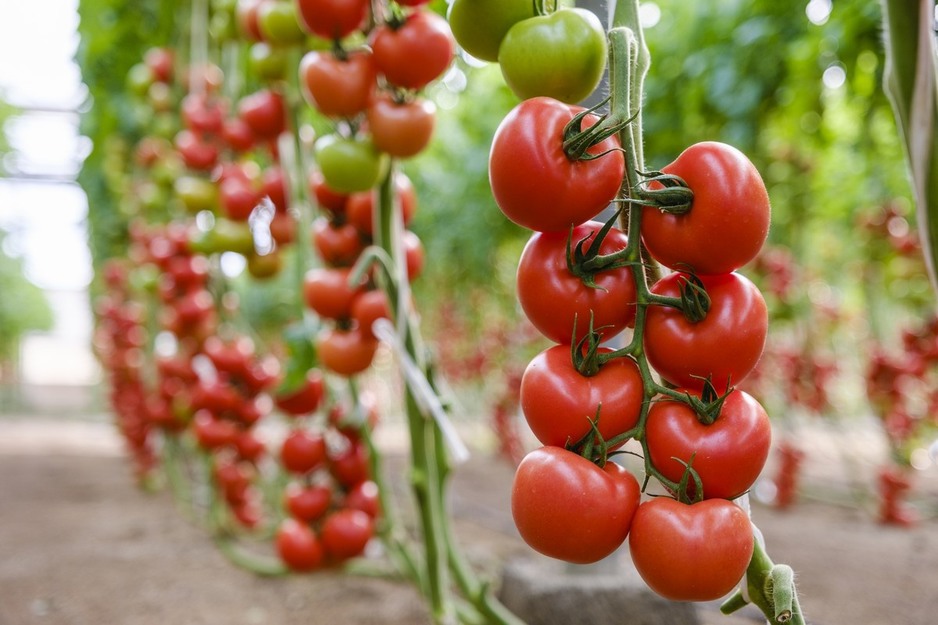 Sakata Seed Ibérica debuts in the cluster tomato segment with Aguilar