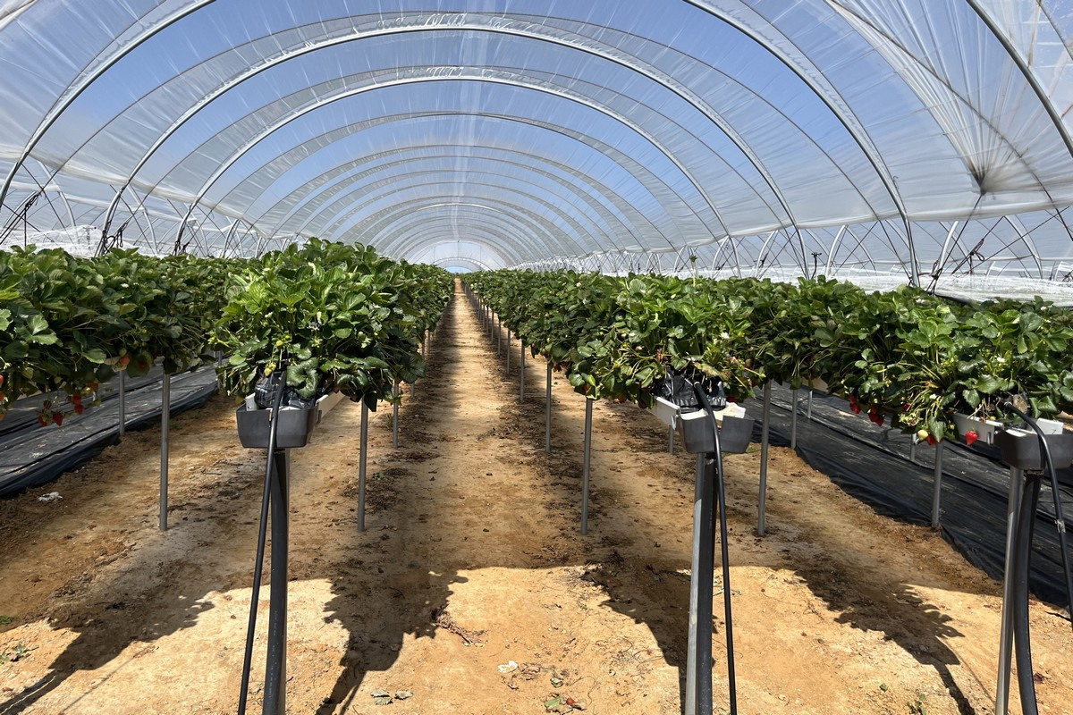 Success story in precision irrigation for hydroponic strawberries