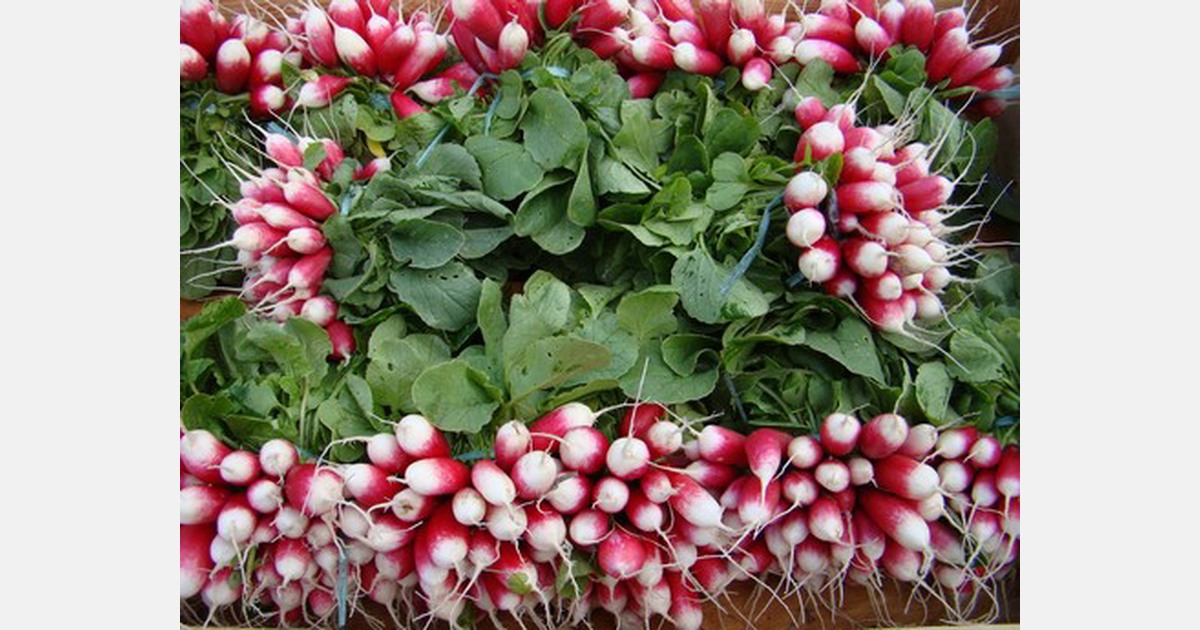 “French radish season began 2 weeks earlier than usual”