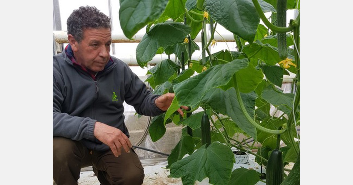 French cucumber: not a promising market