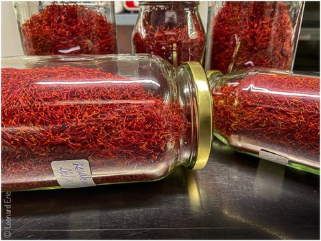 "We have been cultivating saffron in Belgium for 11 years"