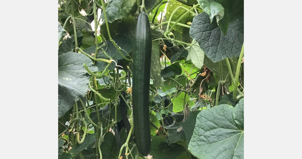 "Open plant architecture makes new cucumber variety labour friendly"