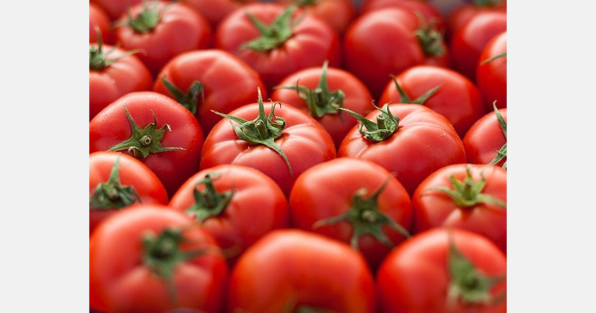 French tomatoes: production down and prices up