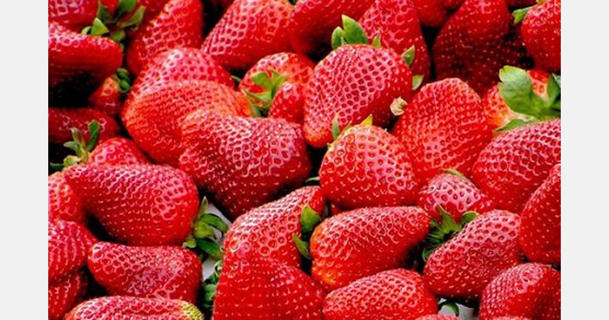 France: PGI recognition for Plougastel strawberry
